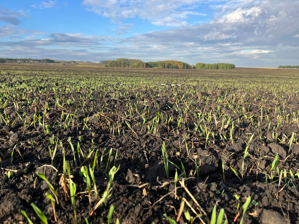 Rye Q and A.I. – Red Shed Malting