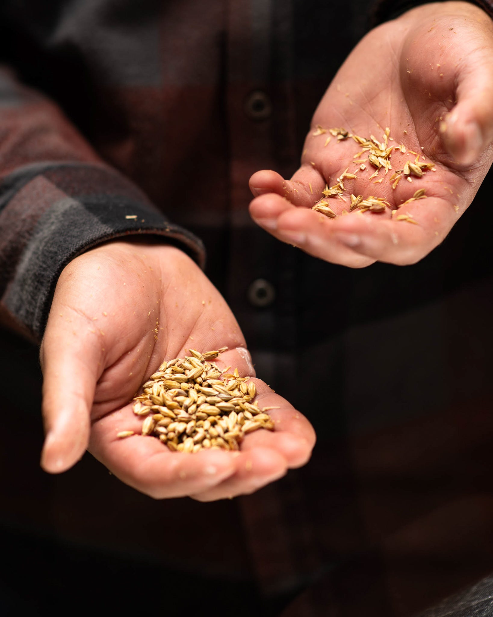 Locally Grown Premium Quality Specialty Malts | Red Shed Malting