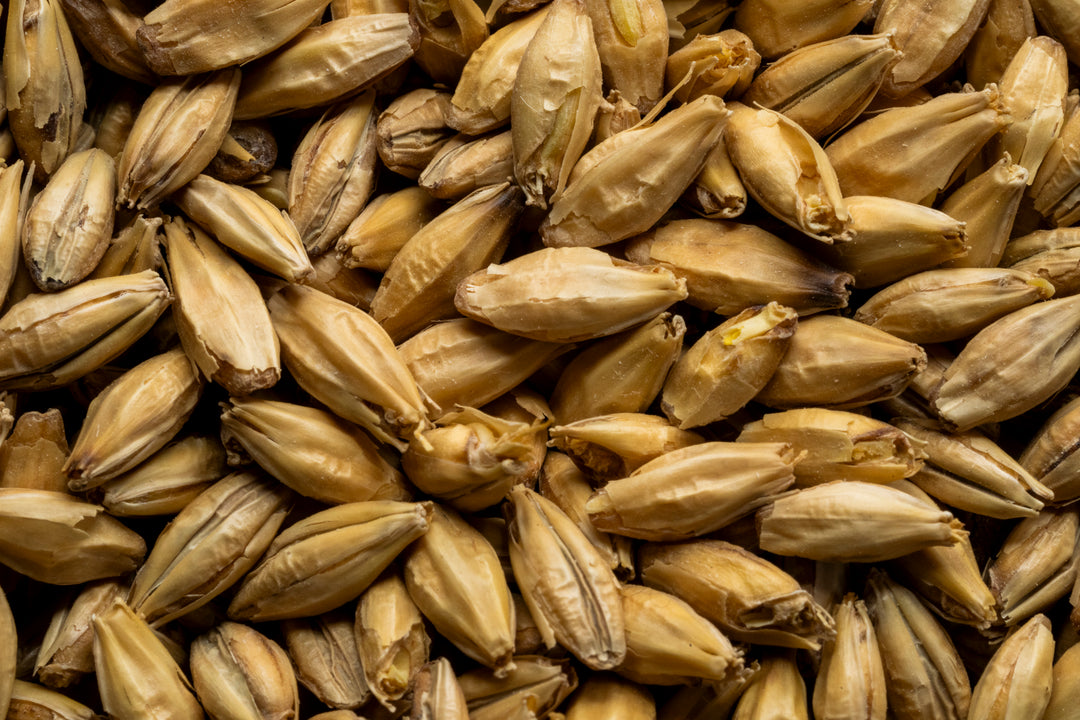Brewers Malt – Red Shed Malting