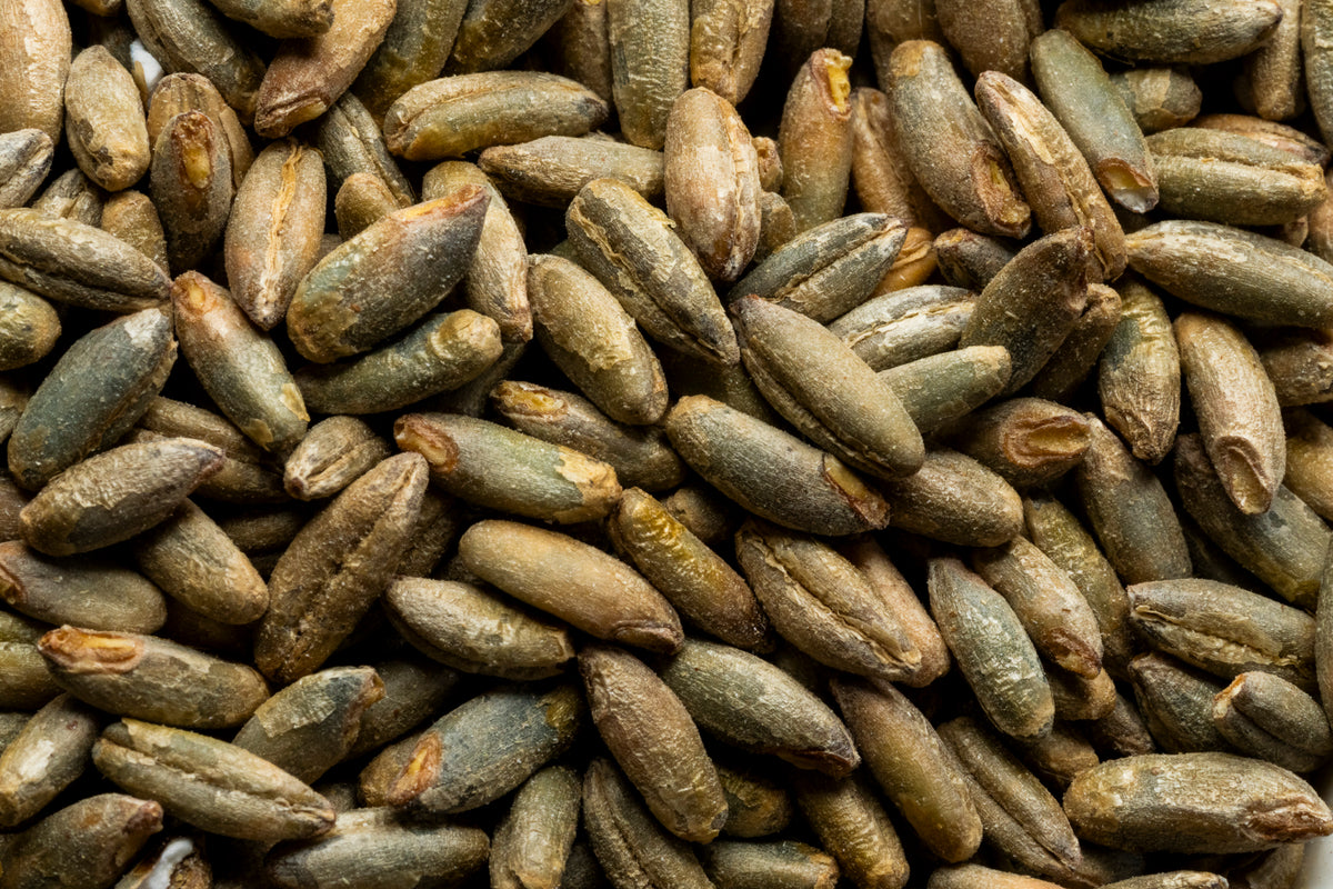 Rye Malt – Red Shed Malting