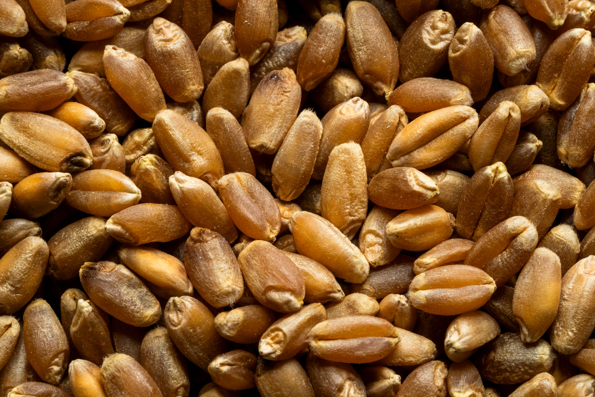 Raw Wheat – Red Shed Malting