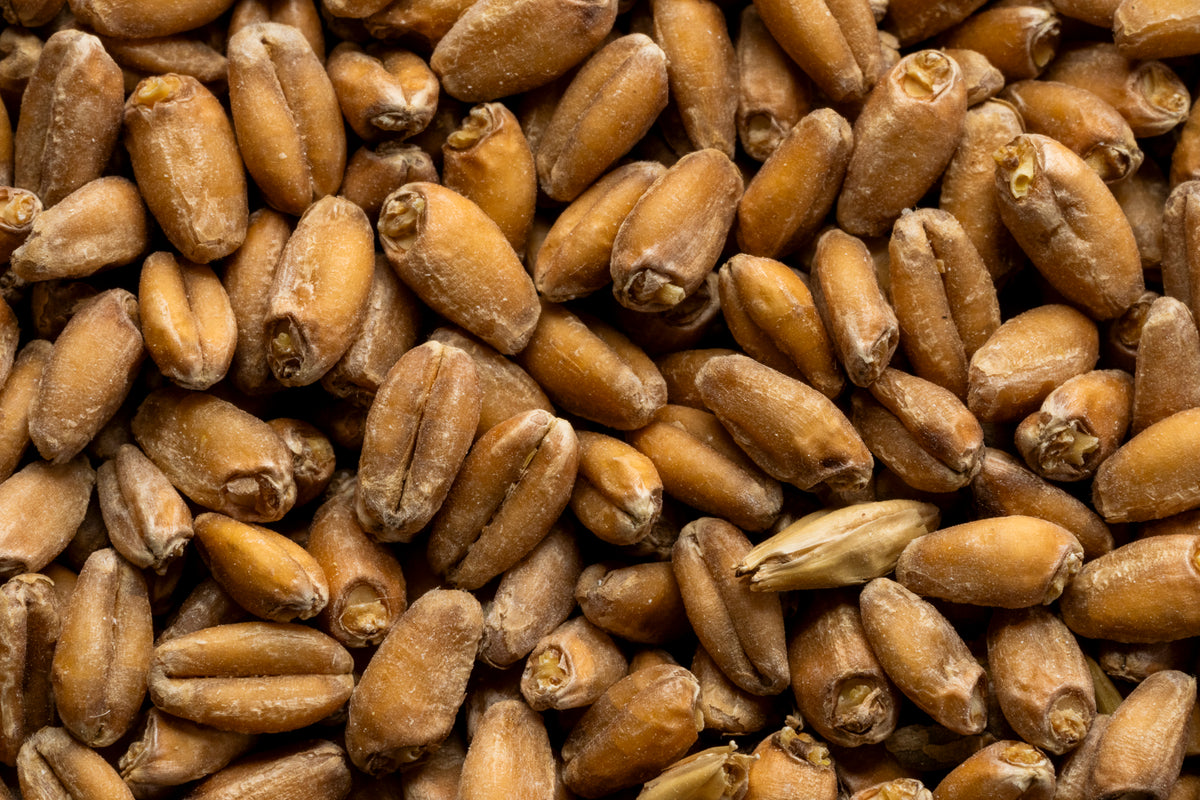 Wheat Malt – Red Shed Malting