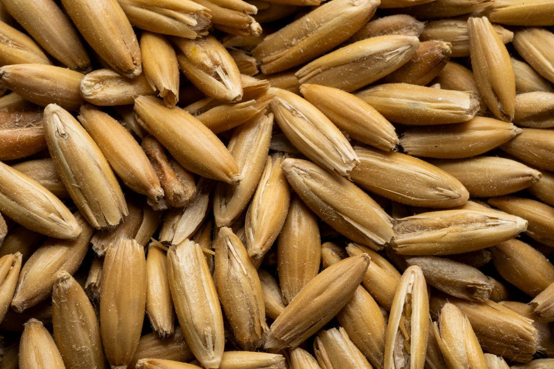 Brewers Malt – Red Shed Malting
