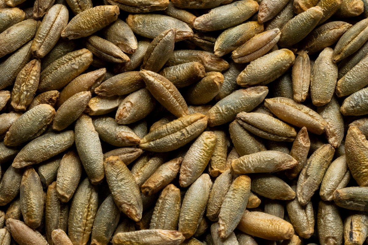 Raw Rye – Red Shed Malting